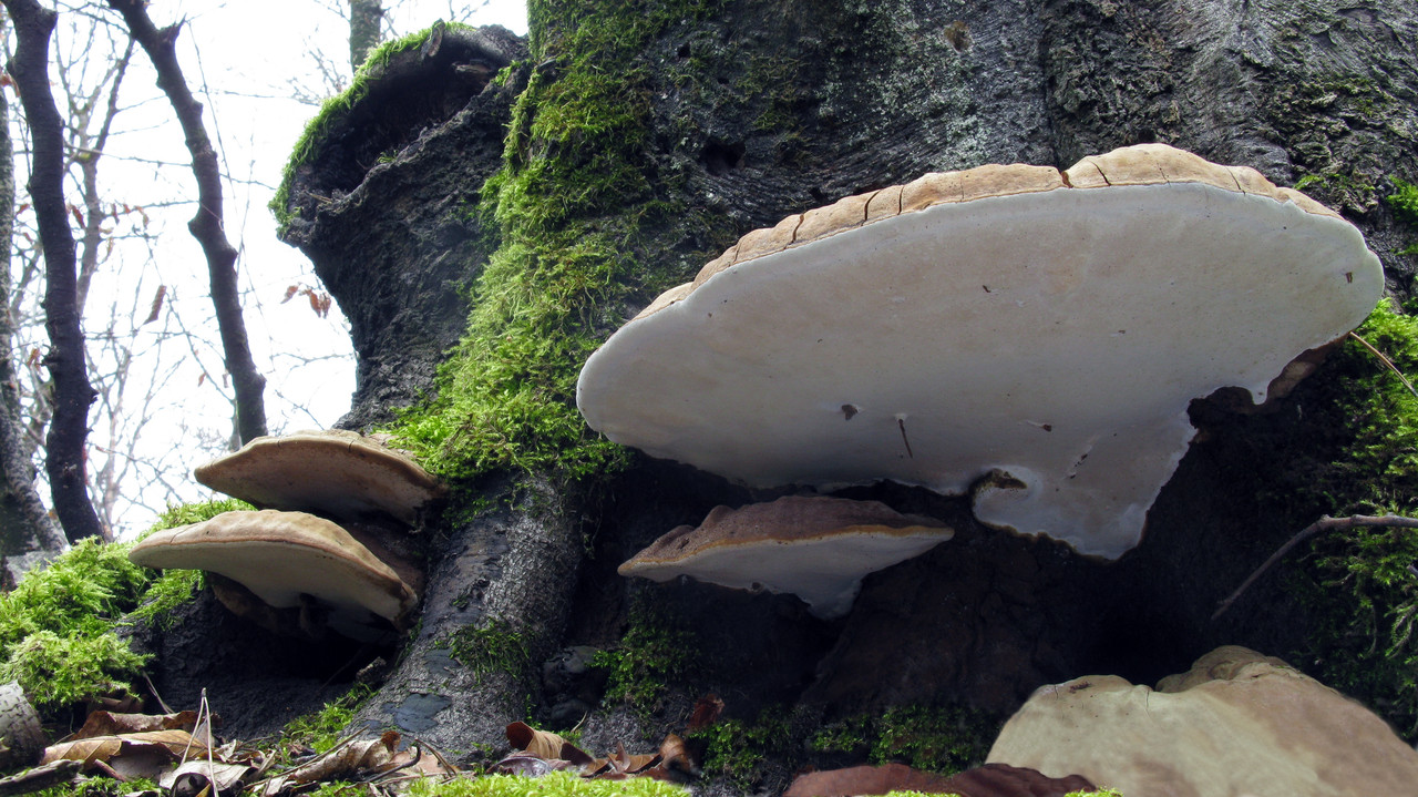 IMG 0827 — Postimages