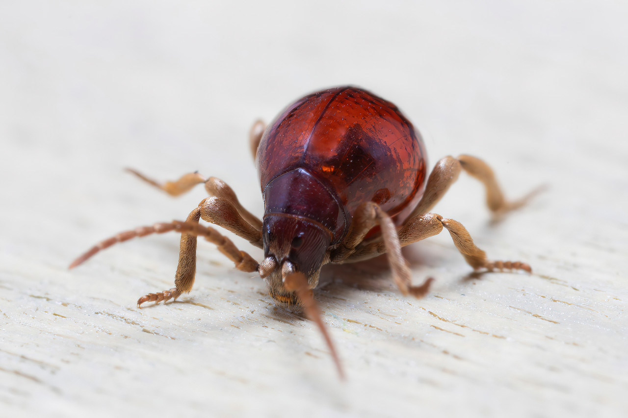 Gibbium Psylloides ( the hump beetle or the smooth spider beetle) - www ...