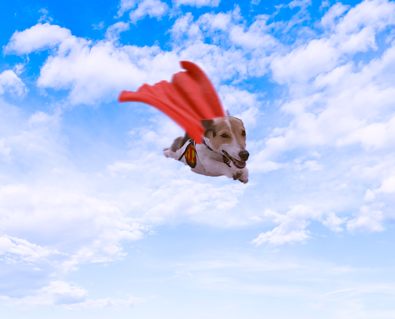 superman dog psdb v1 — Postimages