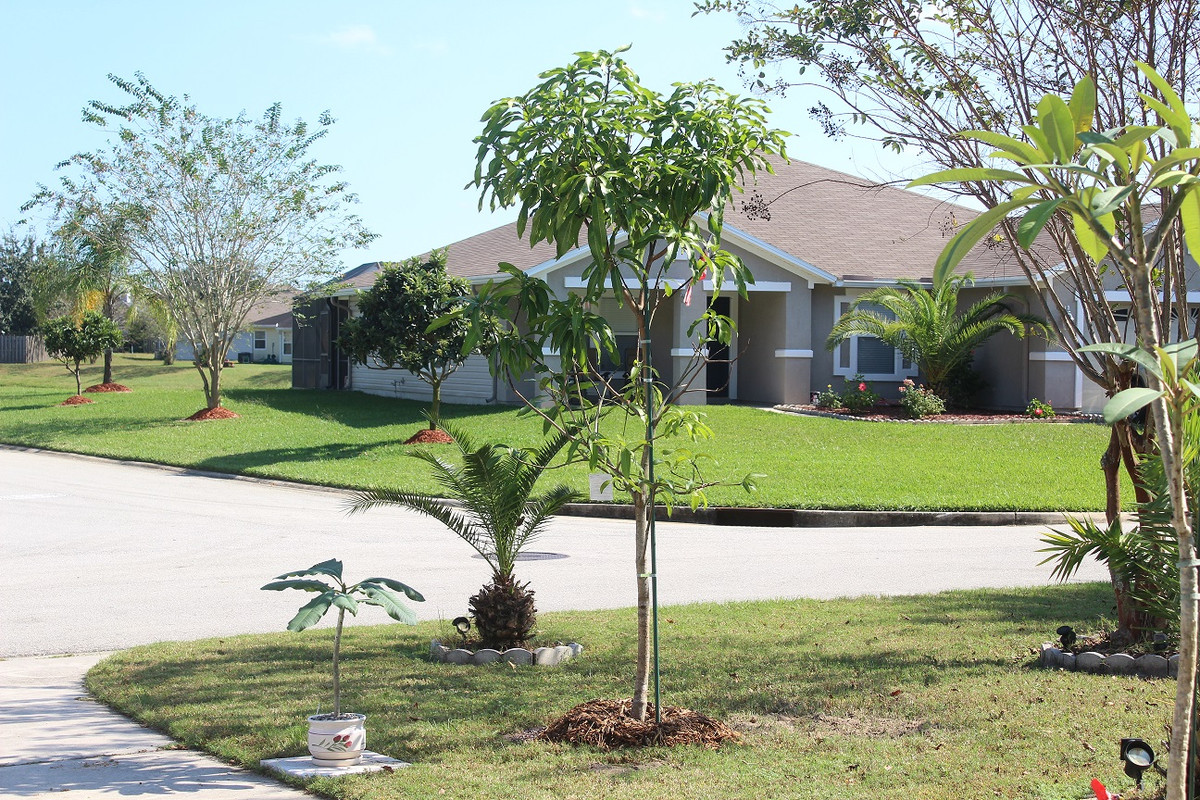 Sunrise mango Tree 11 1 2015 — Postimages