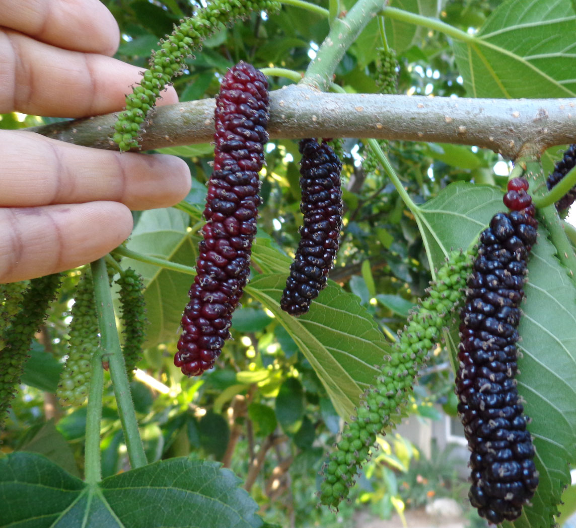 Mulberry Blk pic2 — Postimages