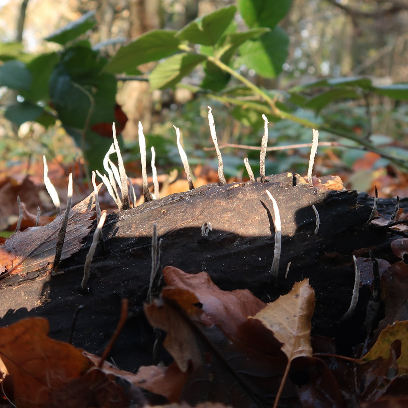 Candle Snuff 021 (2) — Postimages