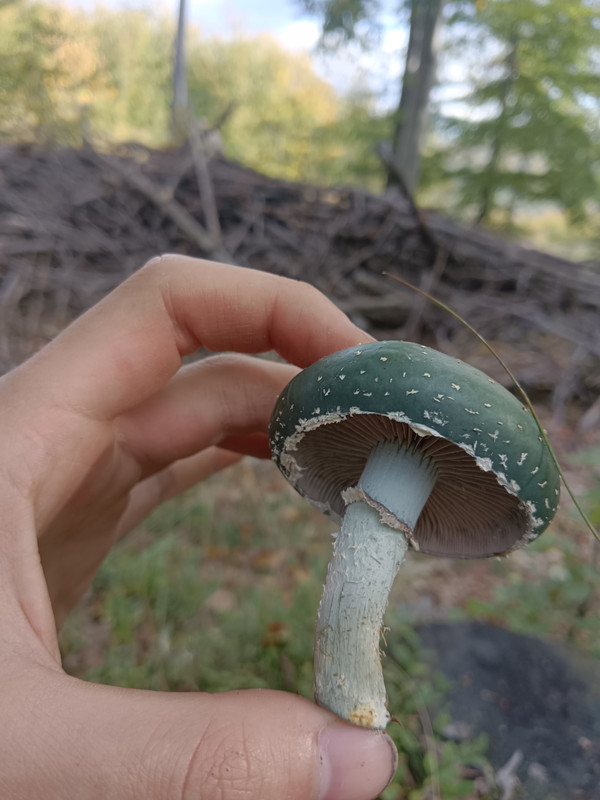 IMG 20231021 121202 — Postimages