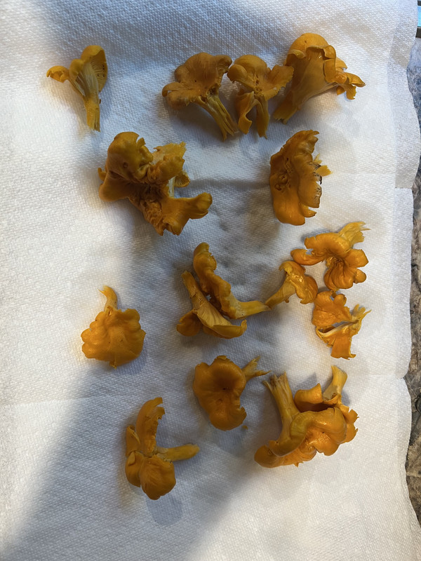 IMG 4646 — Postimages