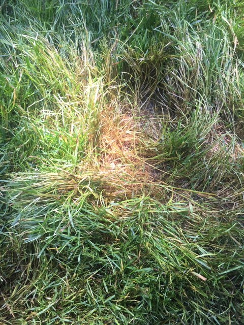 Matted down, peeling grass .. grubs? Disease? HELP!! | Lawn Care Forum
