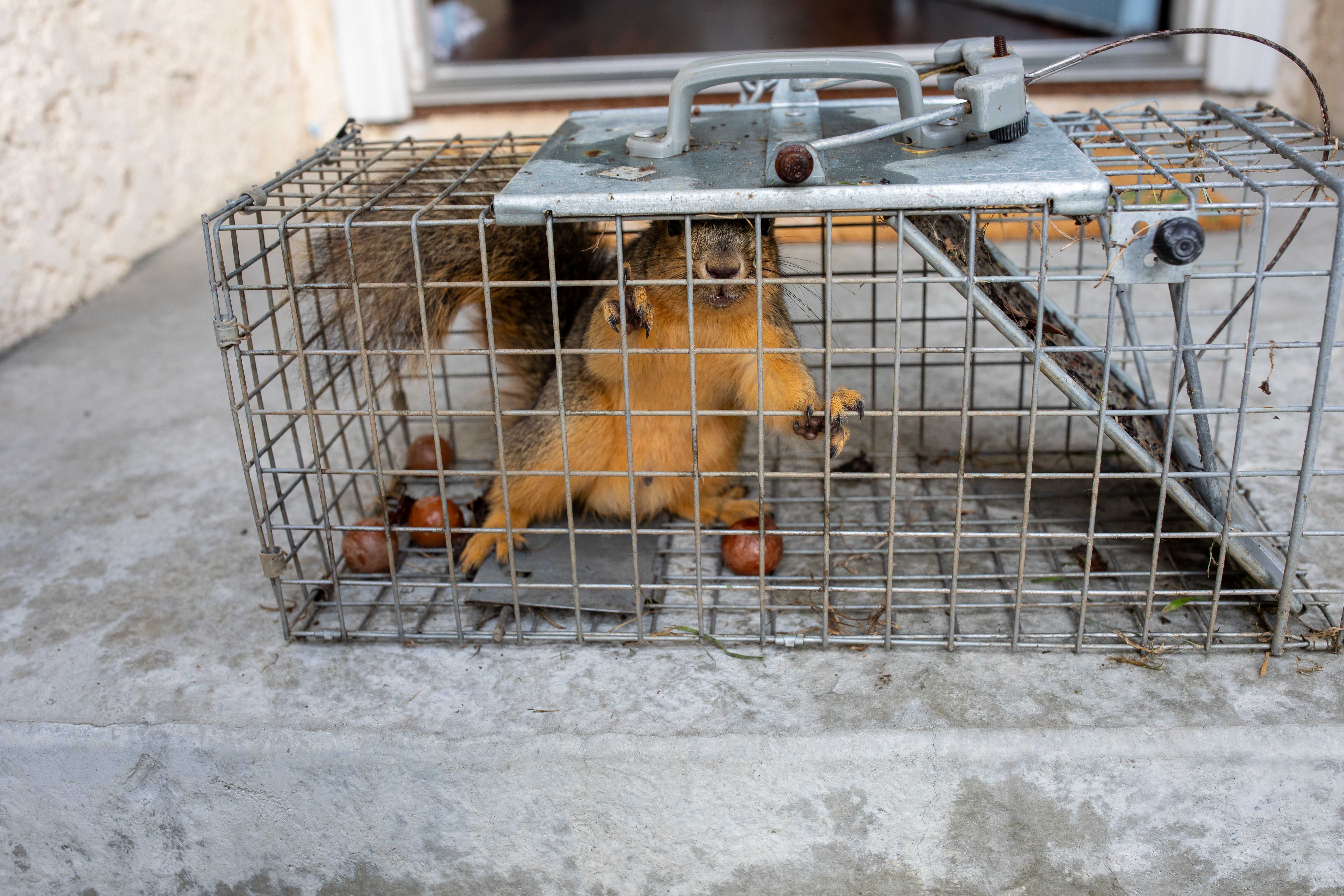 8 U1 A8247 Eastern Fox Squirrel Caught in Cage (12 22 2024) — Postimages