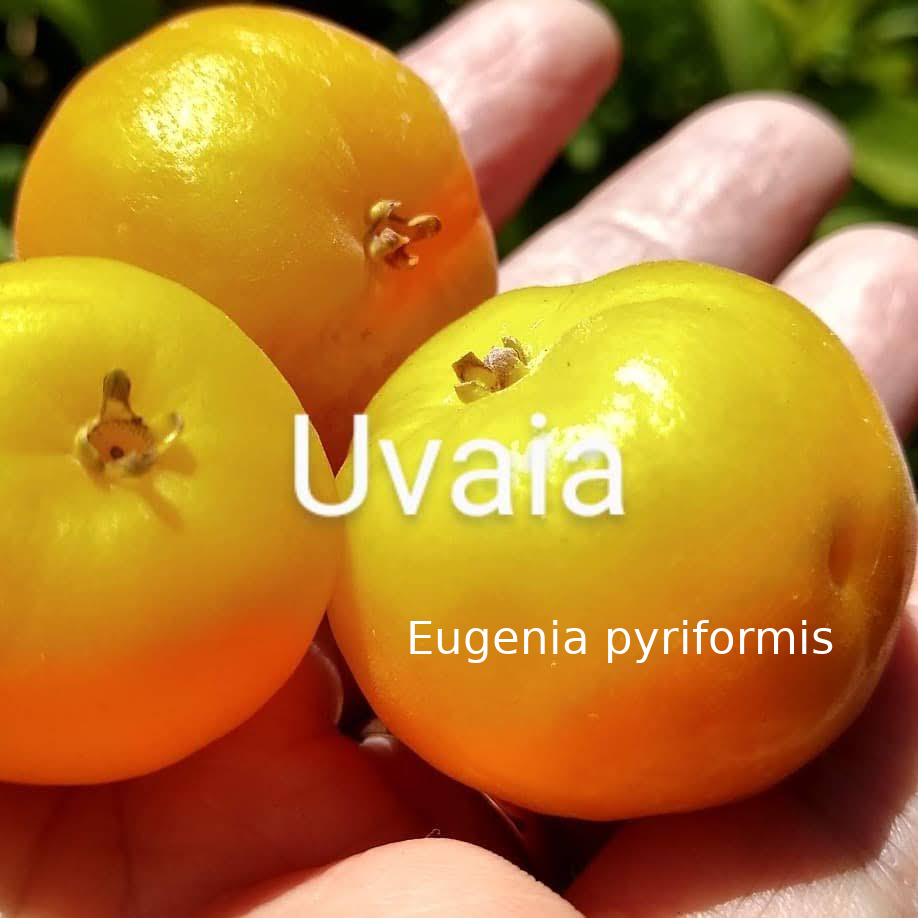 uvaia modificada IMG 20200821 165616 886 — Postimages