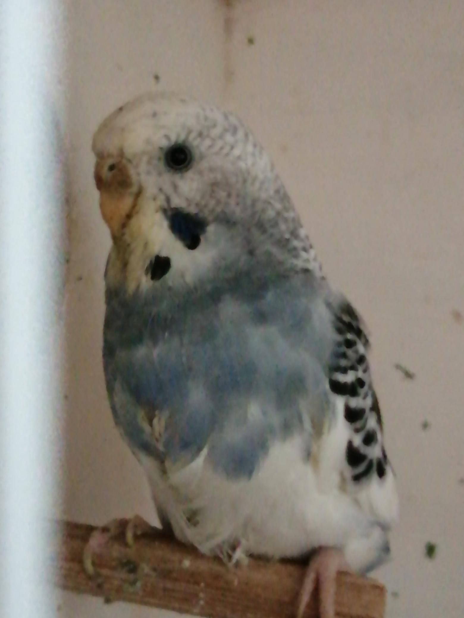 Violet feathers — Postimages