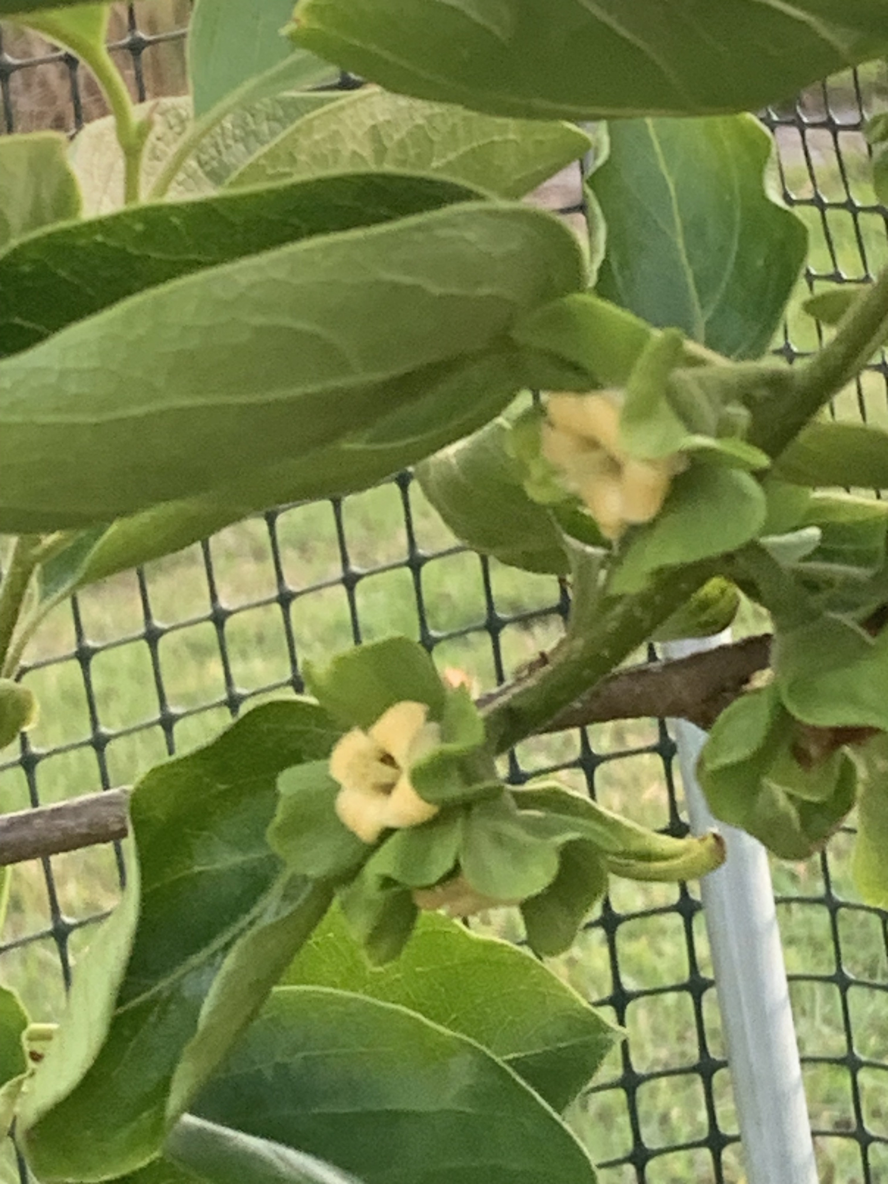 IMG 8095 — Postimages