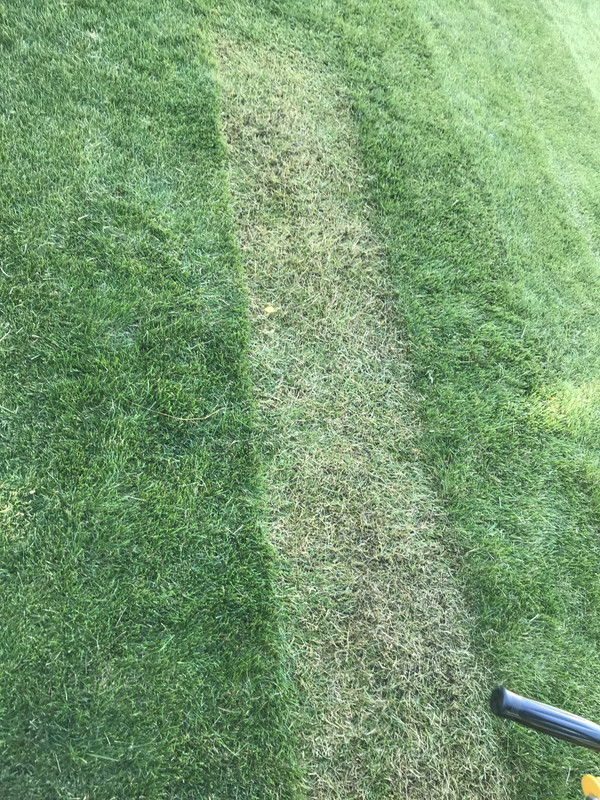 kainpj 2019 Lawn Journal - Mullet Lawn | Lawn Care Forum