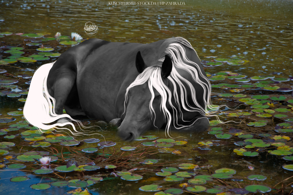 lilypad yhh wip — Postimages