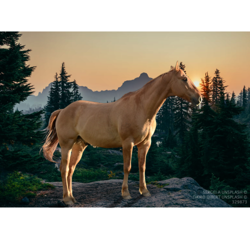 Lost In The Woods — Postimages