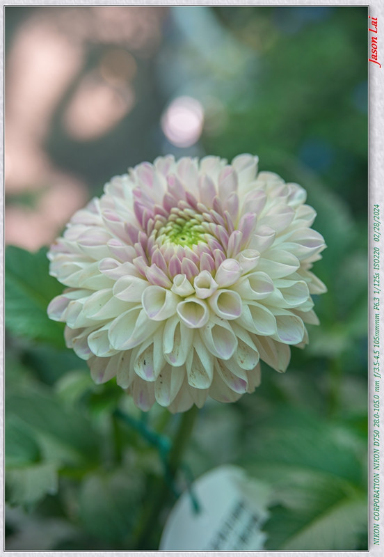 20240228 135401 DSC 3915 De Noise AI standard — Postimages