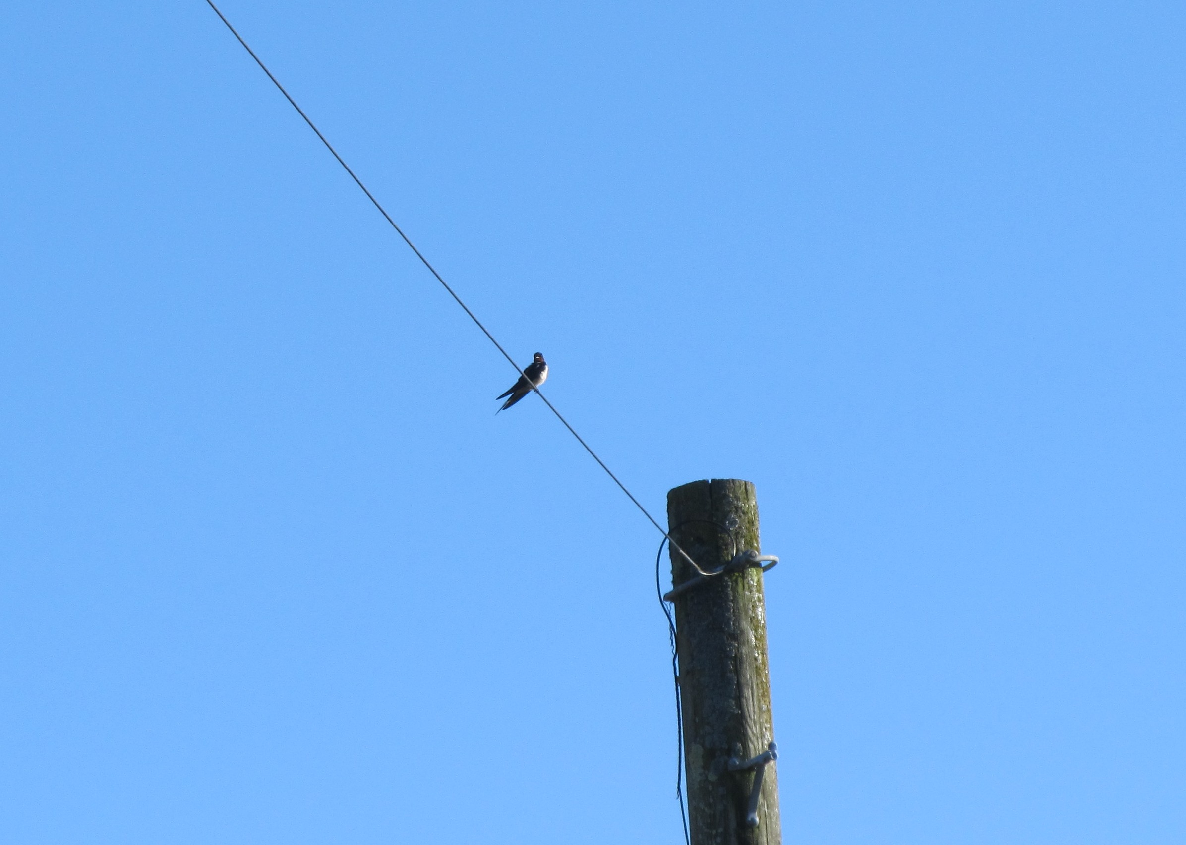 swallow — Postimages