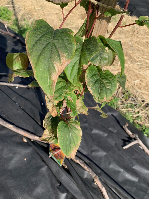 image3 — Postimages