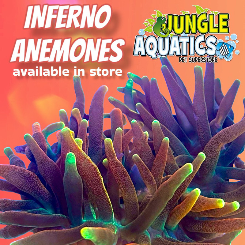 HOT Inferno Anemones Available at Jungle Aquatics | Marine Aquariums ...