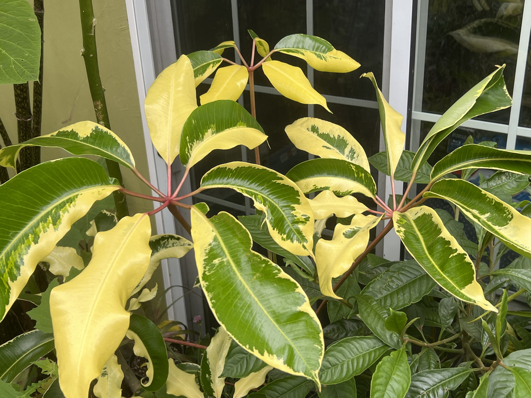 IMG 6337 — Postimages