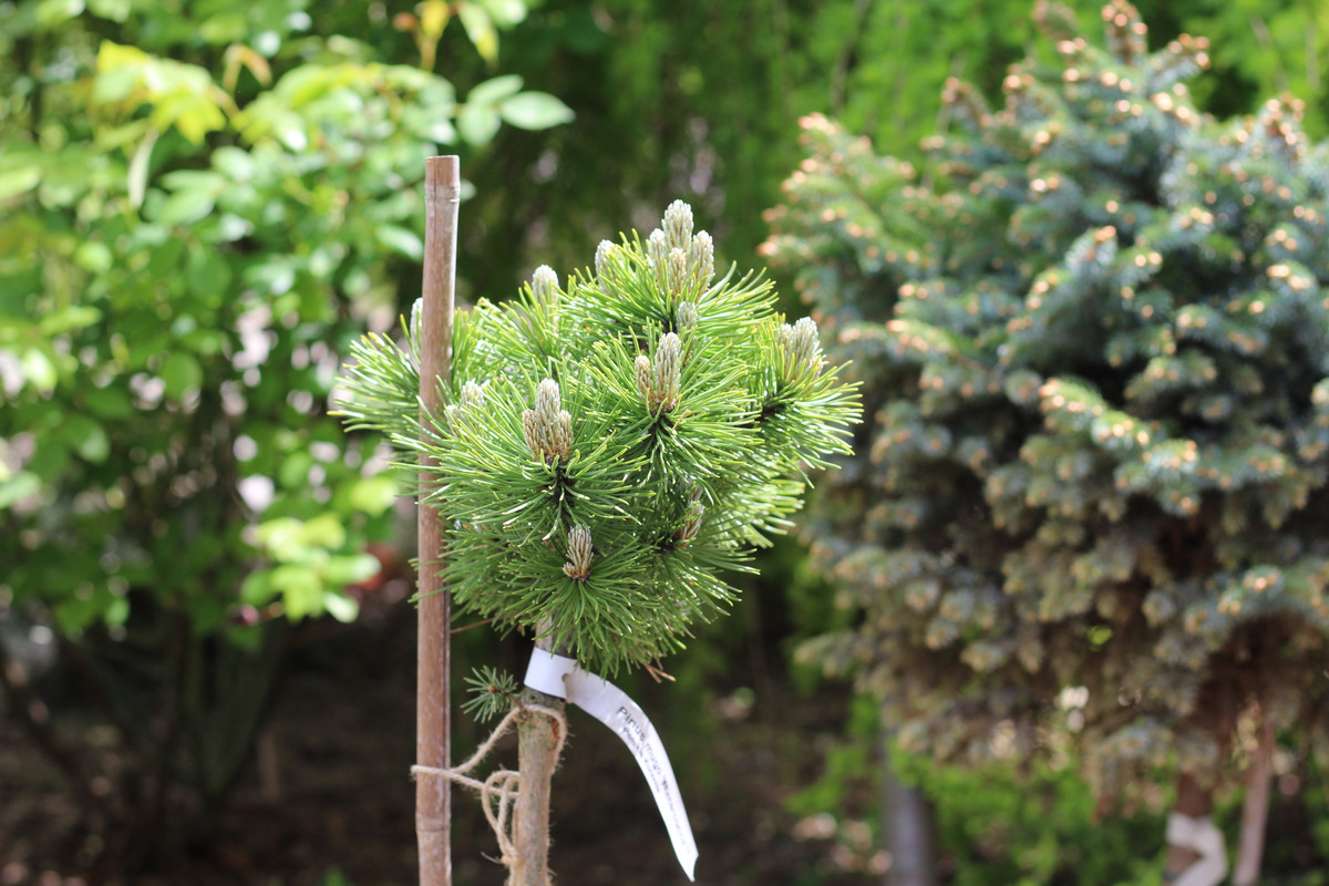 IMG 2307 — Postimages