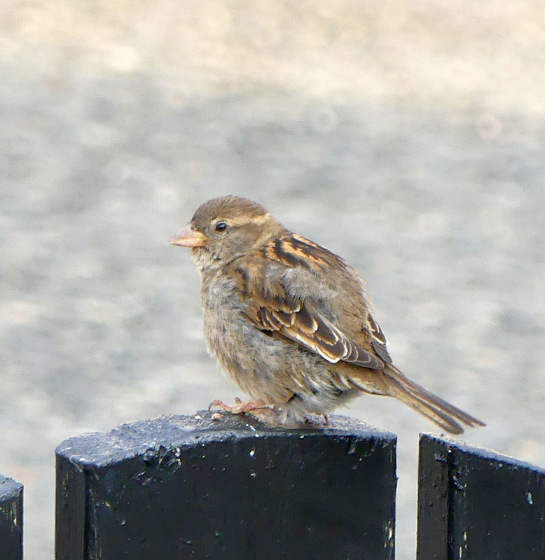 HEN SPARROW 5 130623 — Postimages
