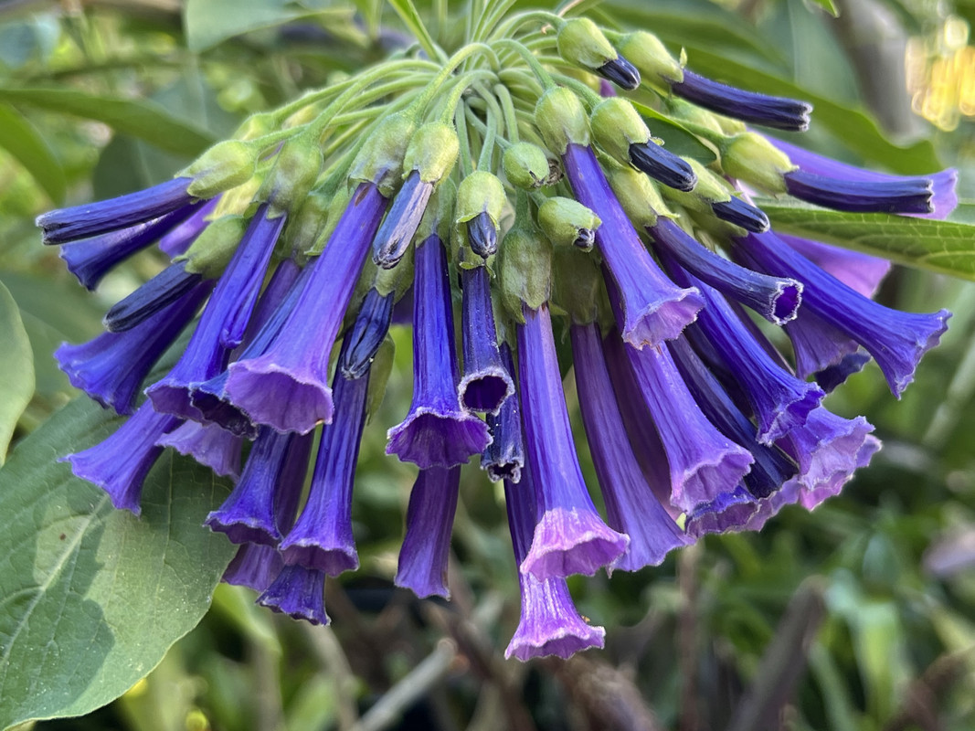 IMG 5539 — Postimages