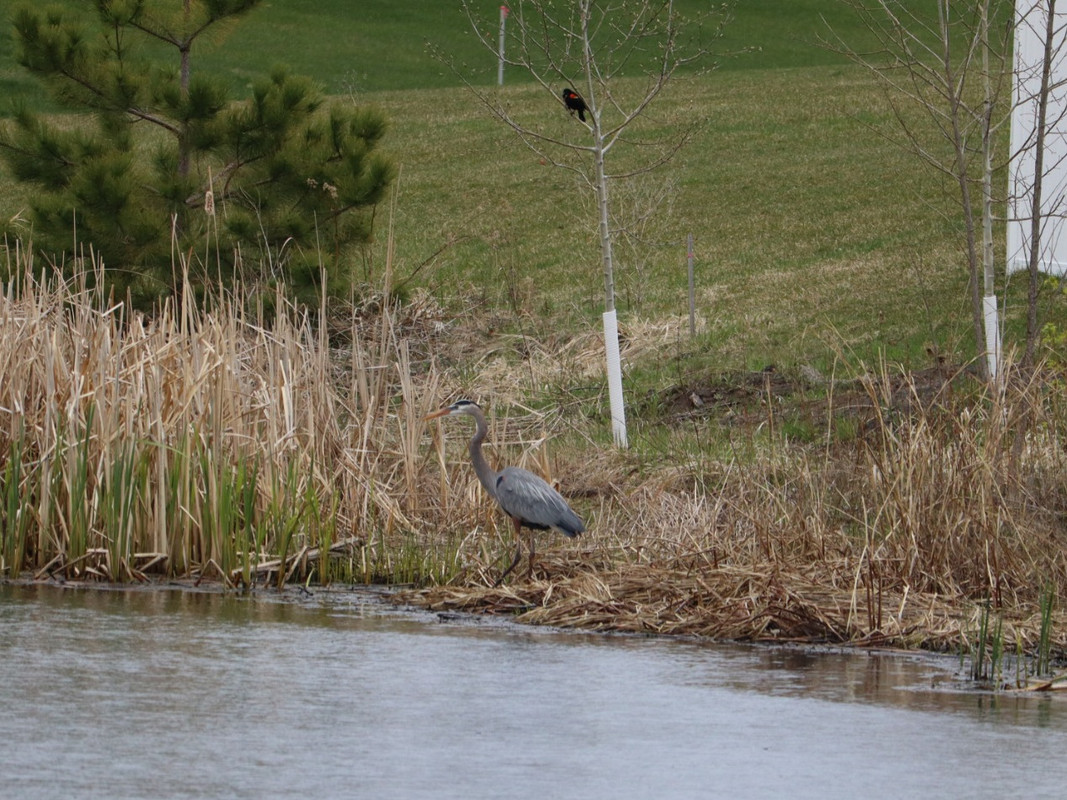 20210427153708 IMG 1589 — Postimages