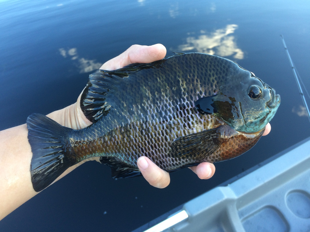 53465 C9 C CD98 4 FD4 8 AC3 8 F1974736439 — Postimages