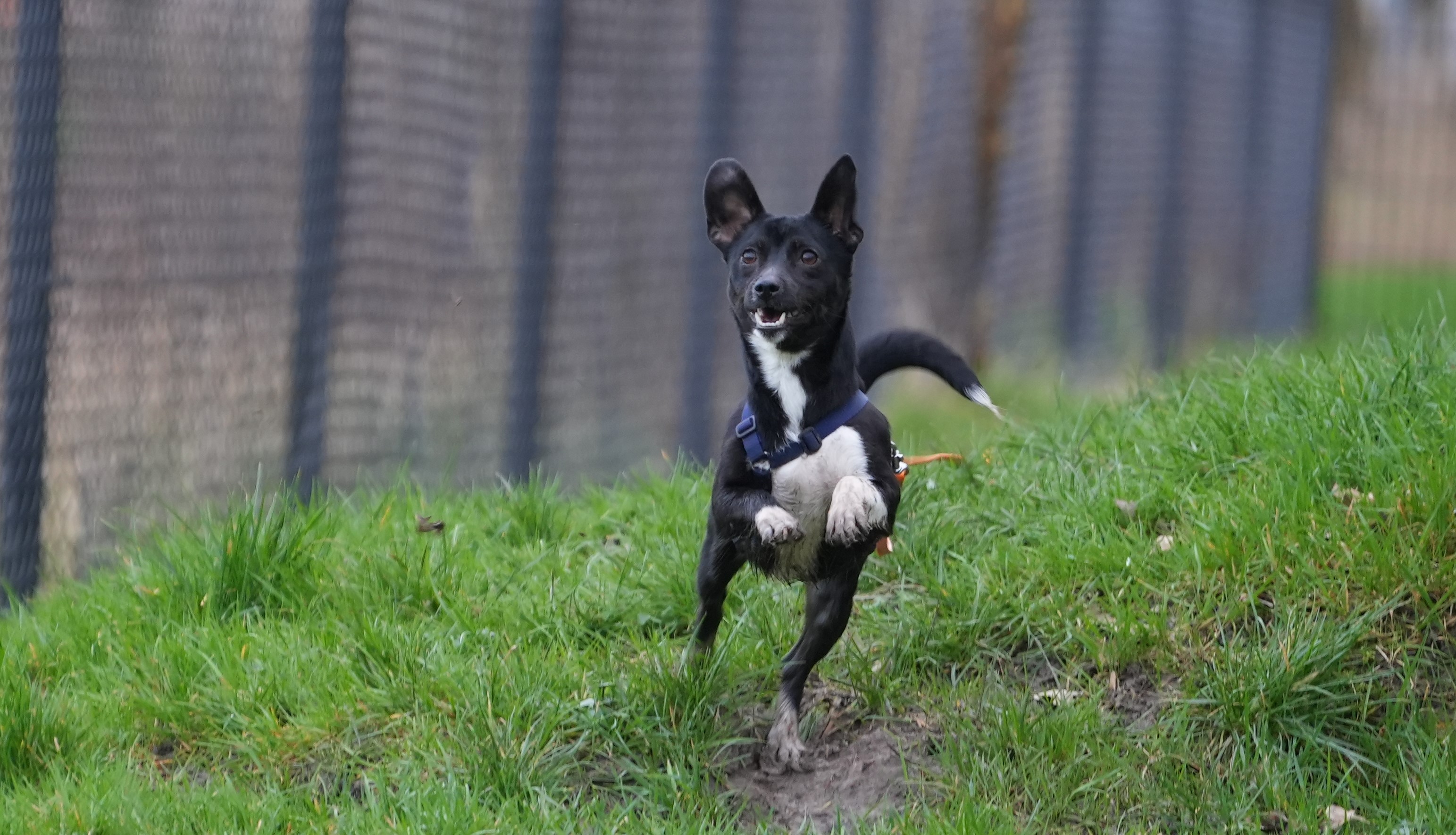 Mini 1 — Postimages