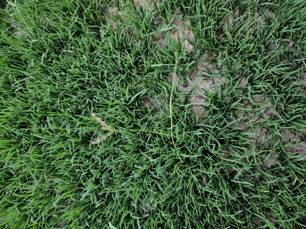 Seed Heads In Hybrid Bermuda Lawn Lawn Care Forum