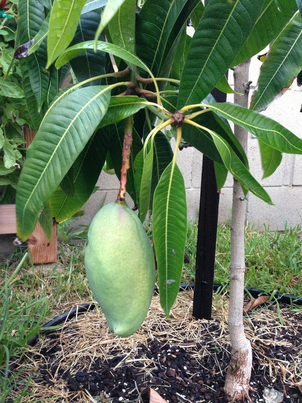 pickering — Postimages