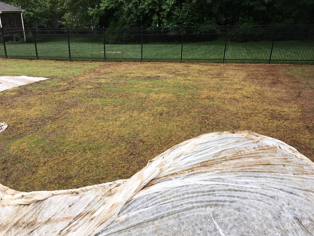 Tahoma sprigs - 3 Phases, 12k | Lawn Care Forum