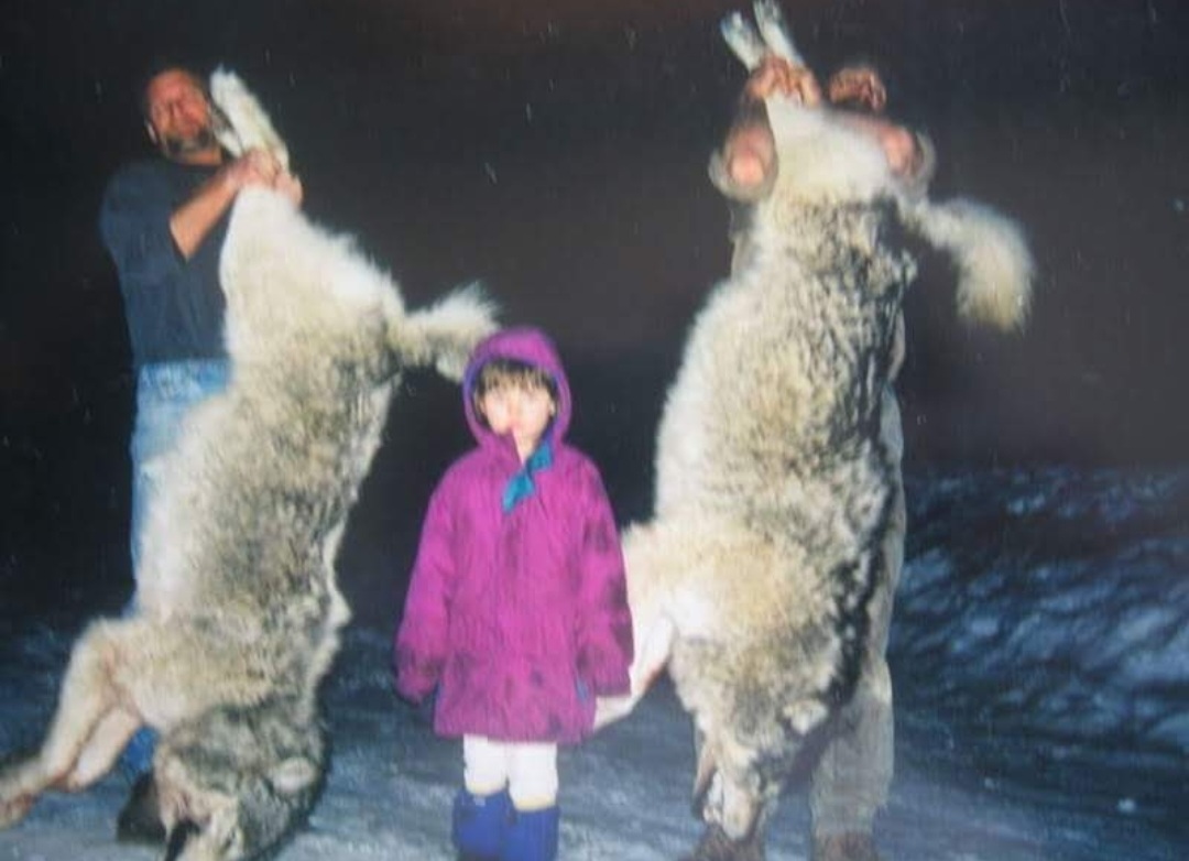 What really happened when 14 wolves were released into the wild in ...