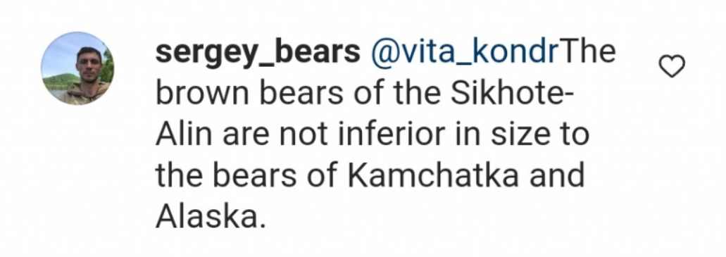 Amur Tiger and Ussuri Brown Bear Size Comparison - Valley Of The Beasts