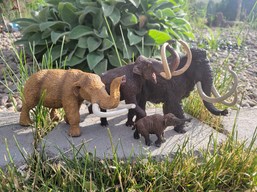 EOFAUNA Elephant Quartet and relatives (TNG has joined the band)