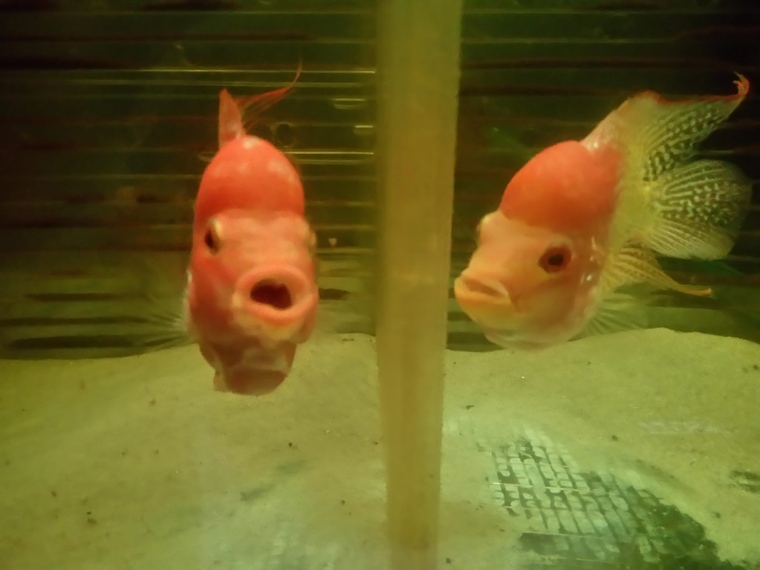 DSC 1174 — Postimages