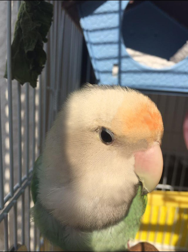 Bird Edit — Postimages