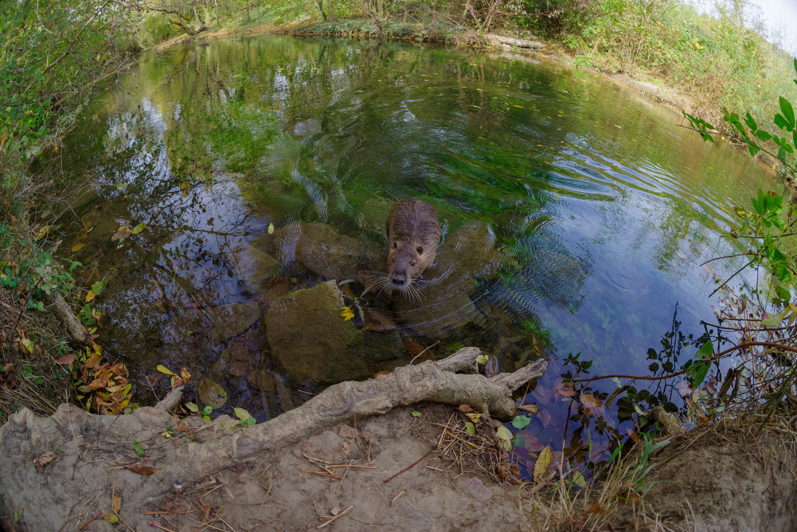 V0008898 1600 — Postimages