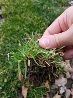 Help identify my Ohio grass type | Lawn Care Forum