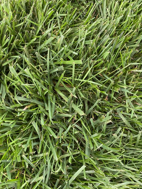 This is coarse tall fescue and I'm SOL, right? | Lawn Care Forum