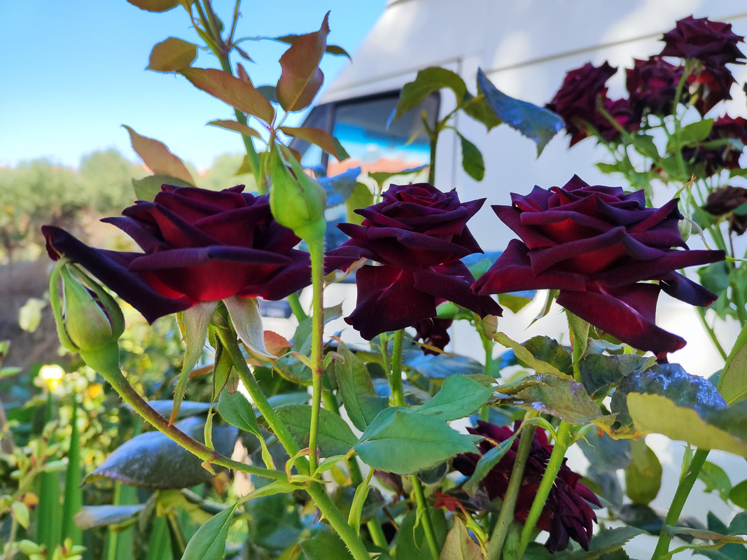 Img 20220911 142450 Postimages