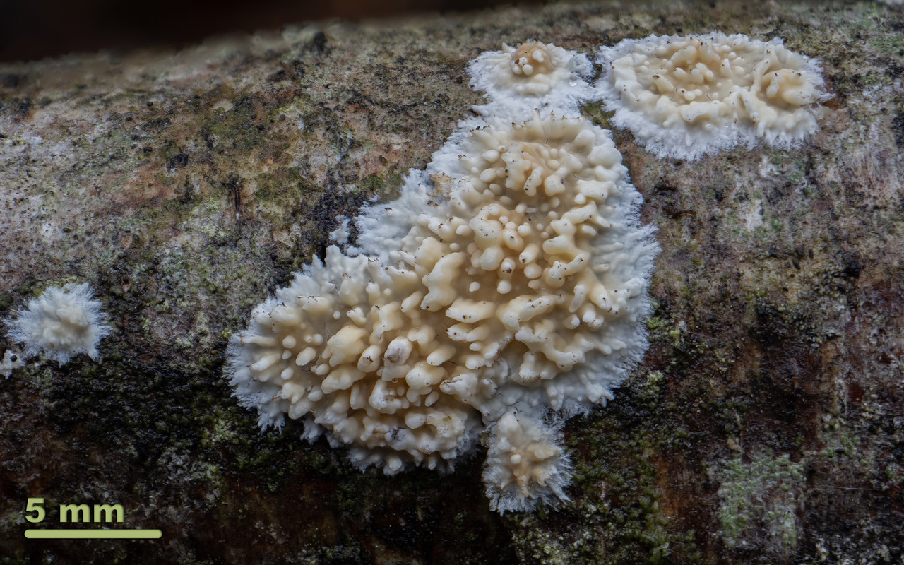 30 Basidioradulum radula2 — Postimages