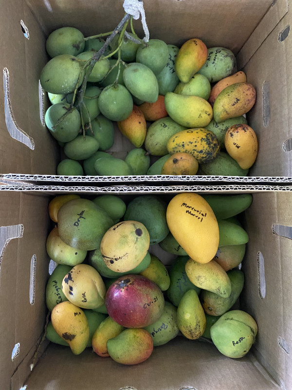 mangobox523 — Postimages