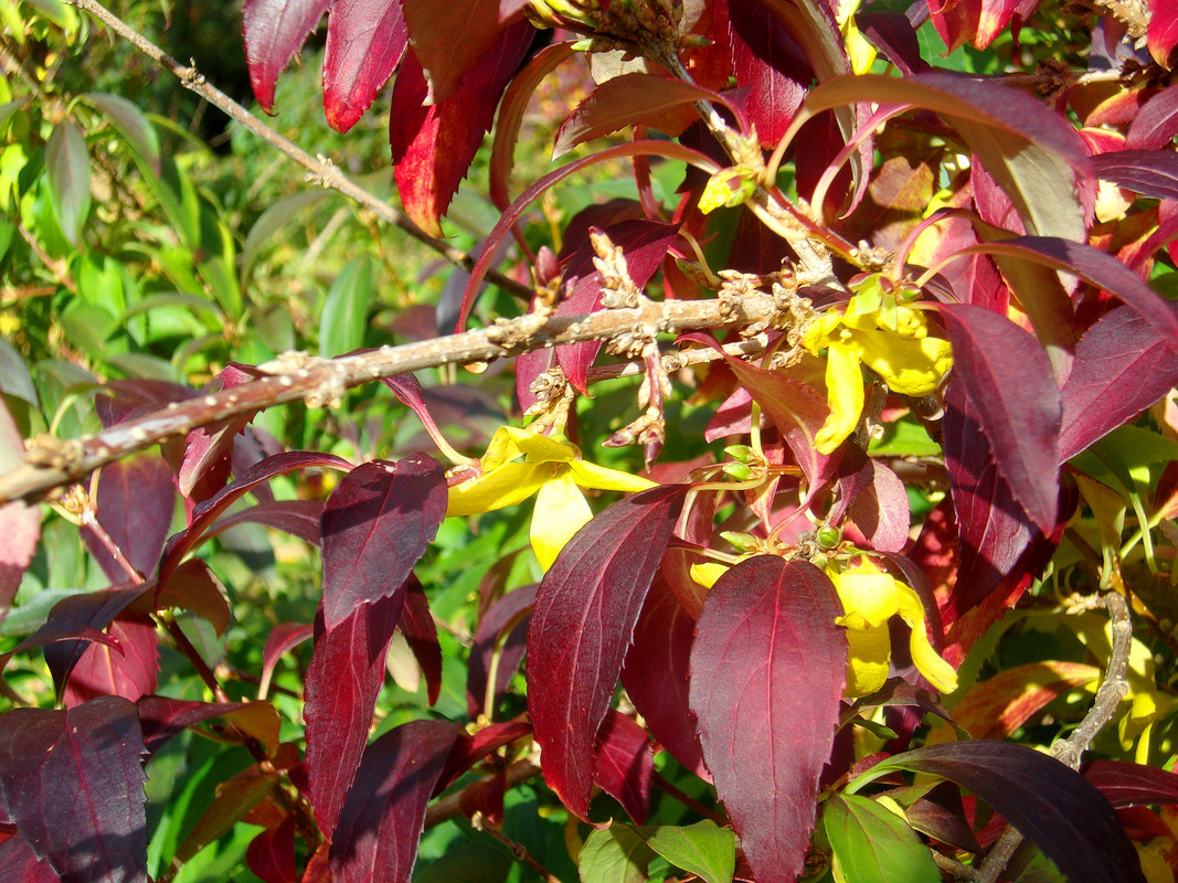 Fall forsithia — Postimages