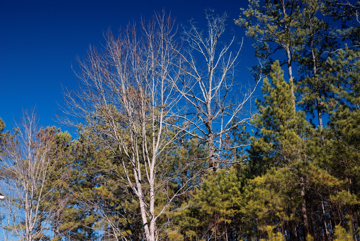 Sharp Trees — Postimages