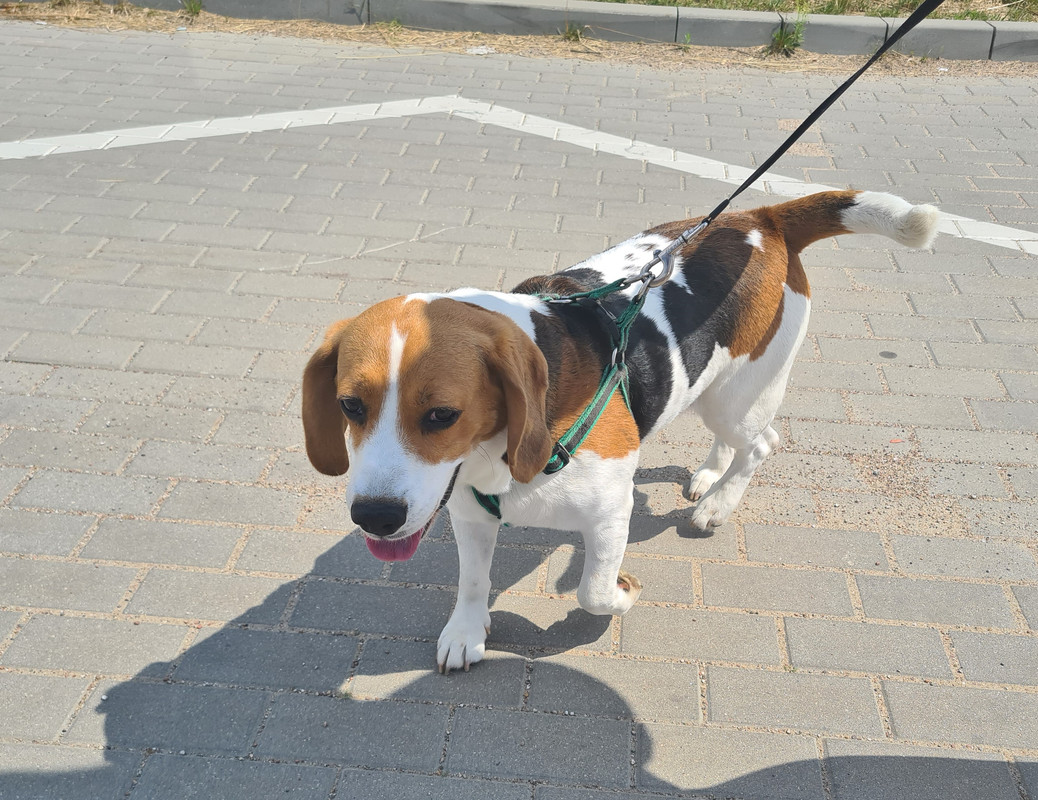 Frodo 6 — Postimages