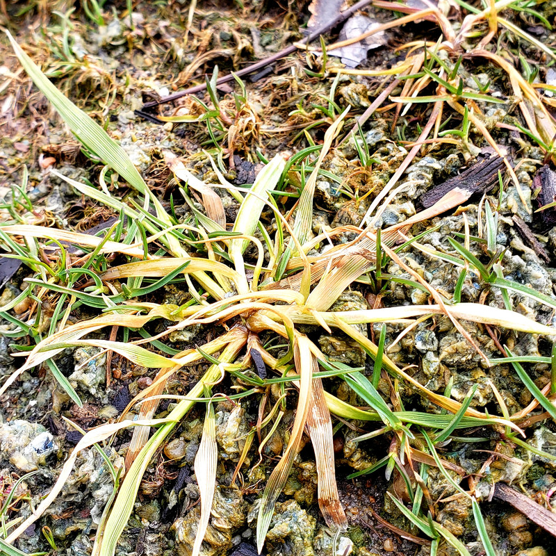 Weed ID: Fall 2018 Reno Snuck Thru | Lawn Care Forum
