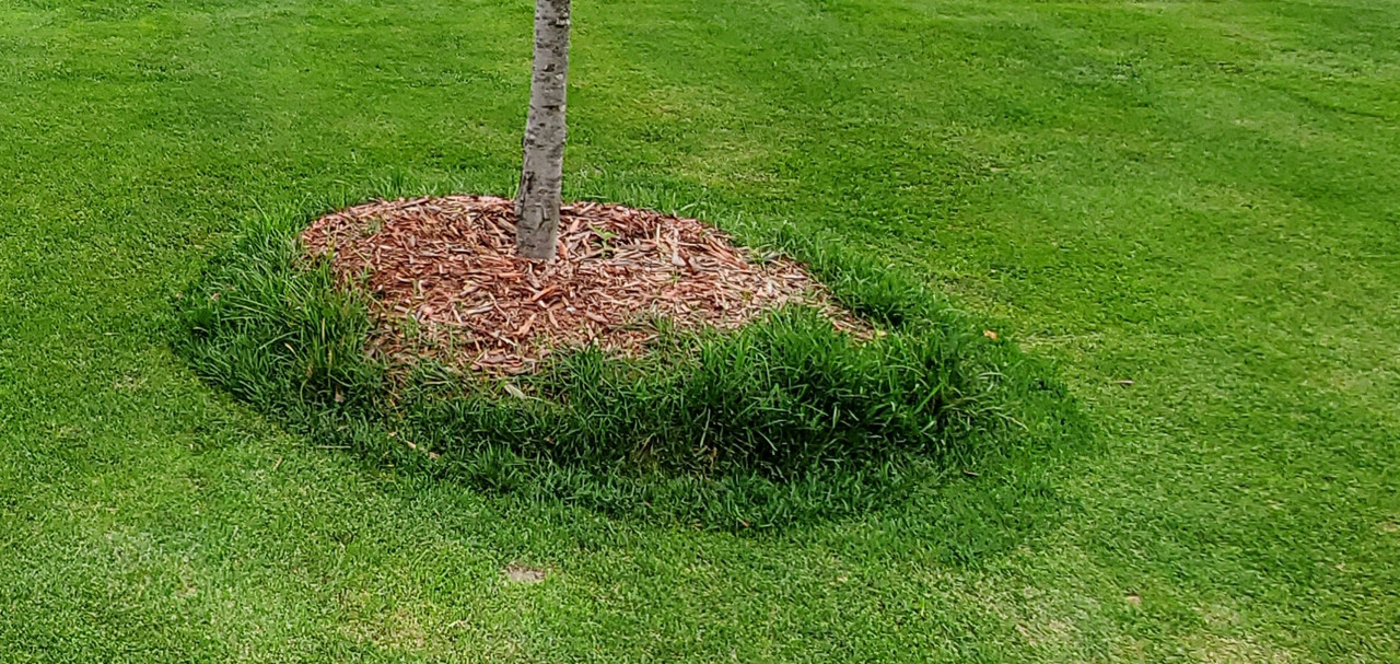Raised Tree Root Ball - Grass | Lawn Care Forum