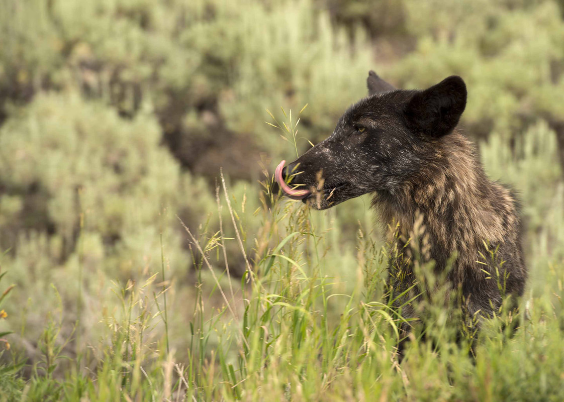 Grey Wolf — Postimages