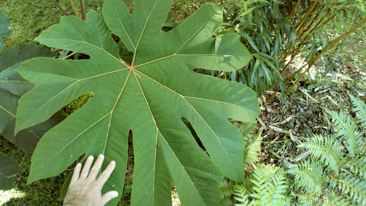 DSC 6702[1] — Postimages