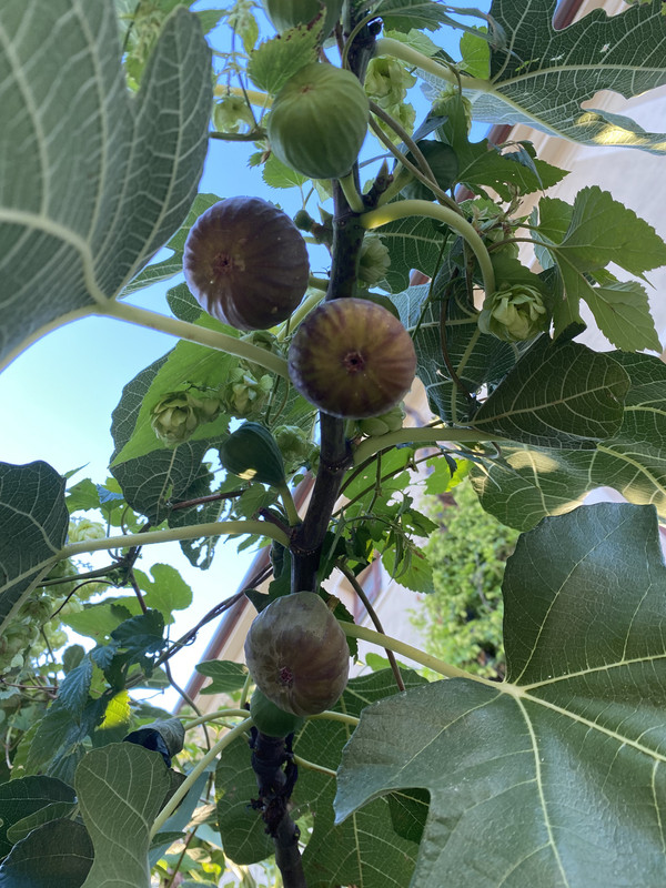 IMG 9685 — Postimages