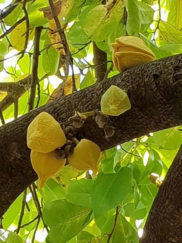 a golden soursop flowers — Postimages